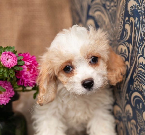 Cross Breed Pups – Kellys Kennels