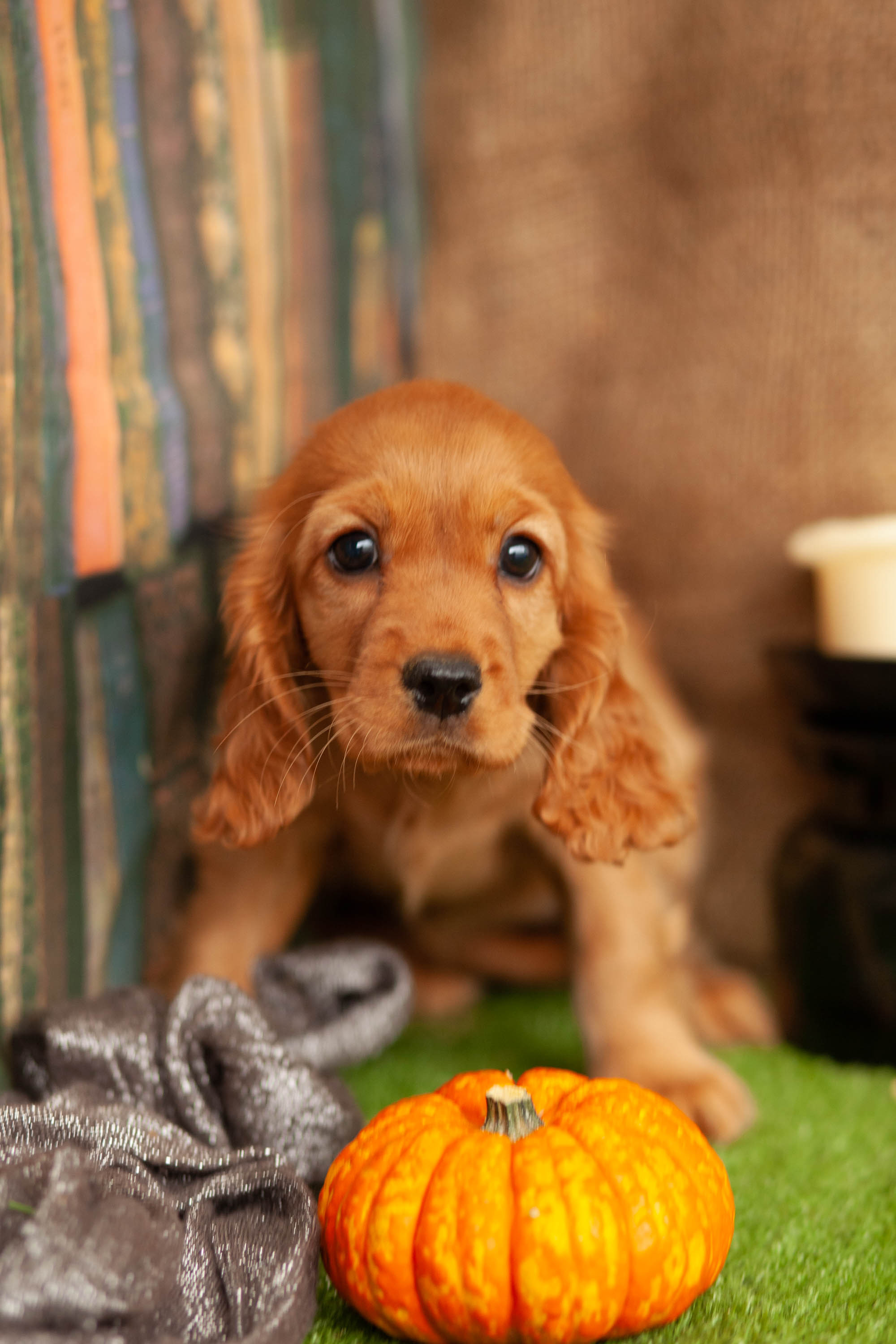 Affectionate Cockaliers – Kellys Kennels