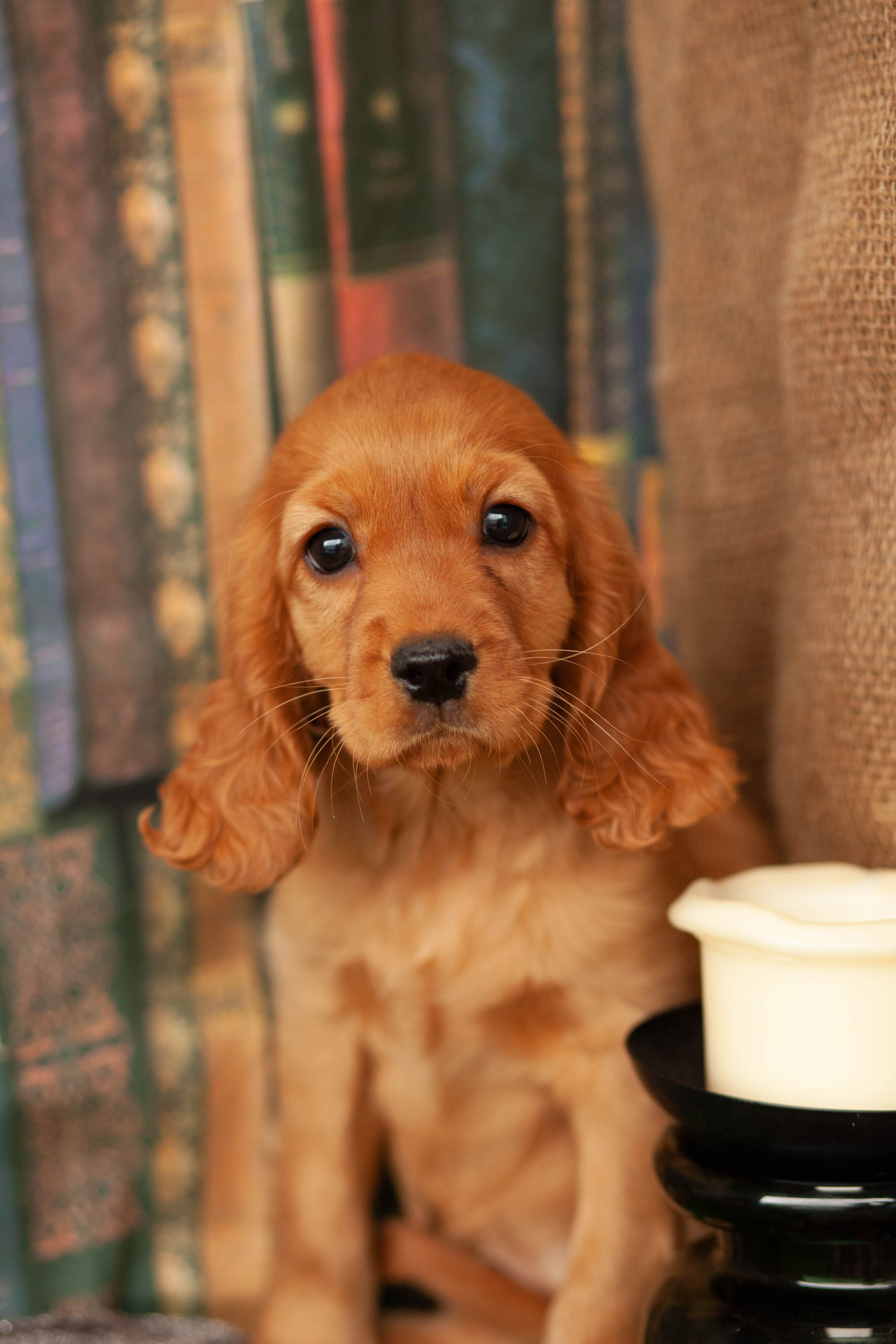 Affectionate Cockaliers – Kellys Kennels