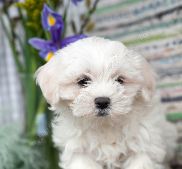 Snow White Malteses – Kellys Kennels