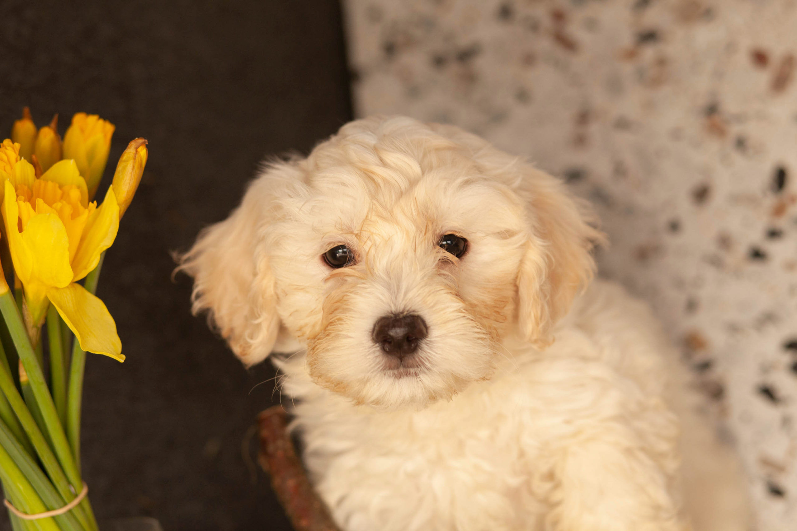 Irresistible MaltiPoos – Kellys Kennels