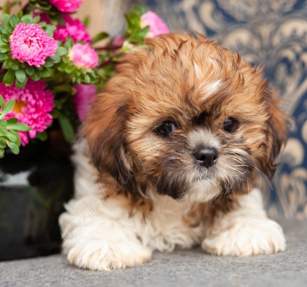 Cross Breed Pups – Kellys Kennels