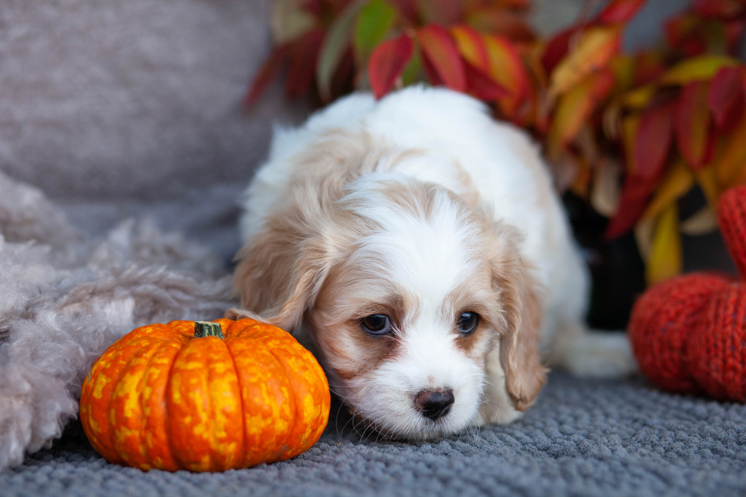 Beautiful Cavachons – Kellys Kennels