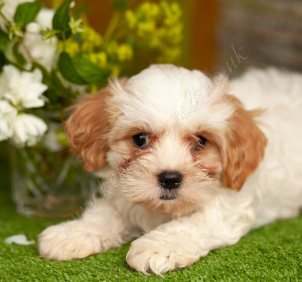 Gentle Cavateses – Kellys Kennels