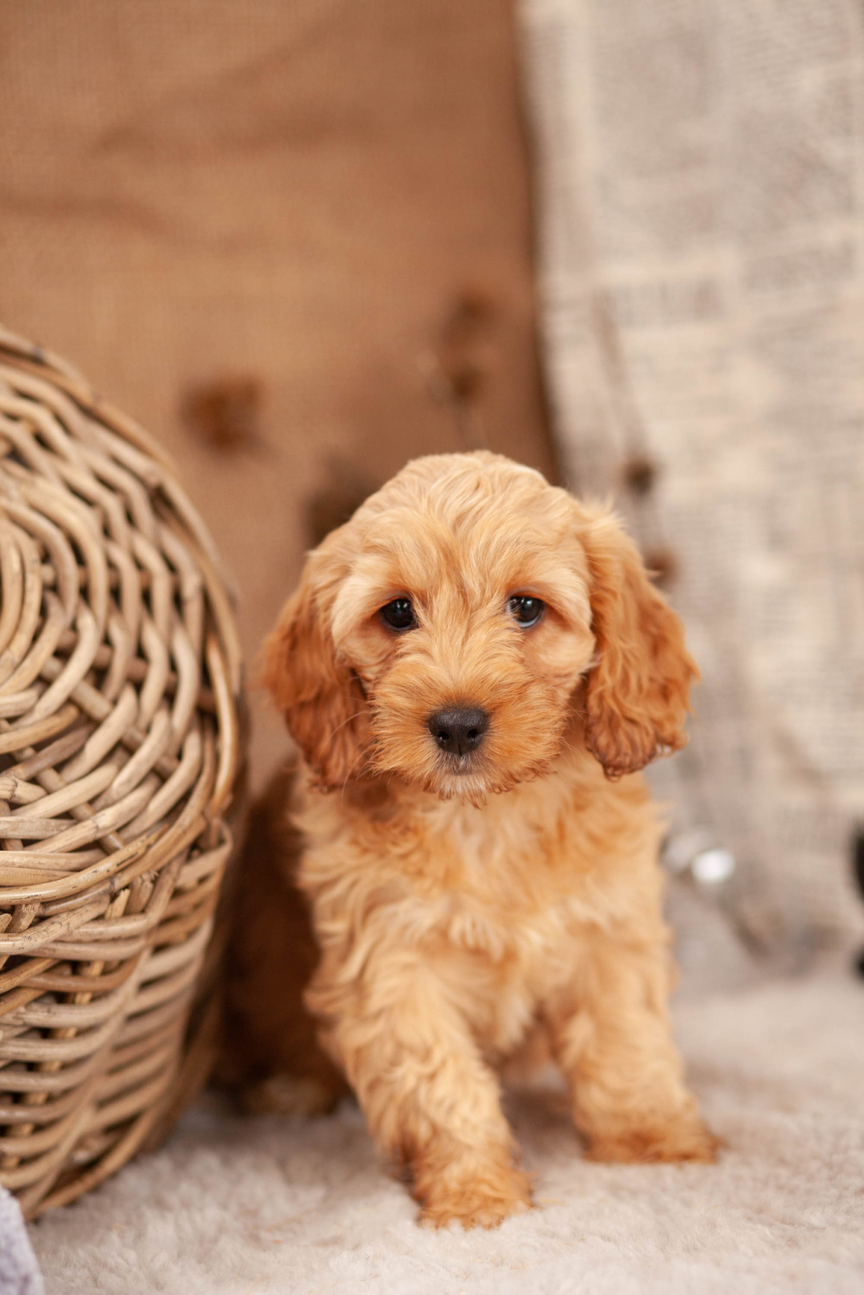 Cock-a-Chons – Kellys Kennels