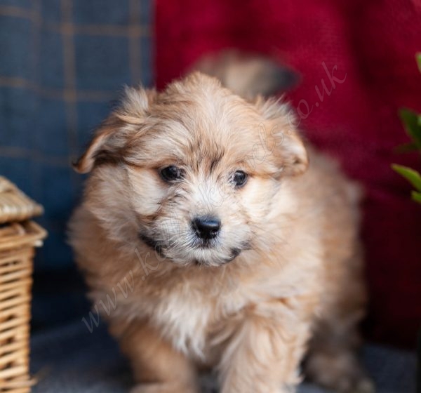 Cross Breed Pups – Kellys Kennels