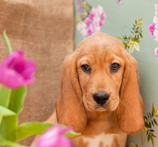 Sweet Bockers – Kellys Kennels