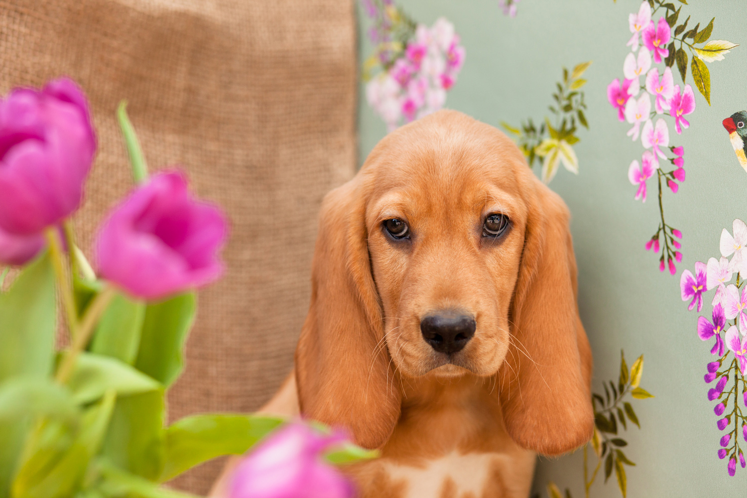 Sweet Bockers – Kellys Kennels