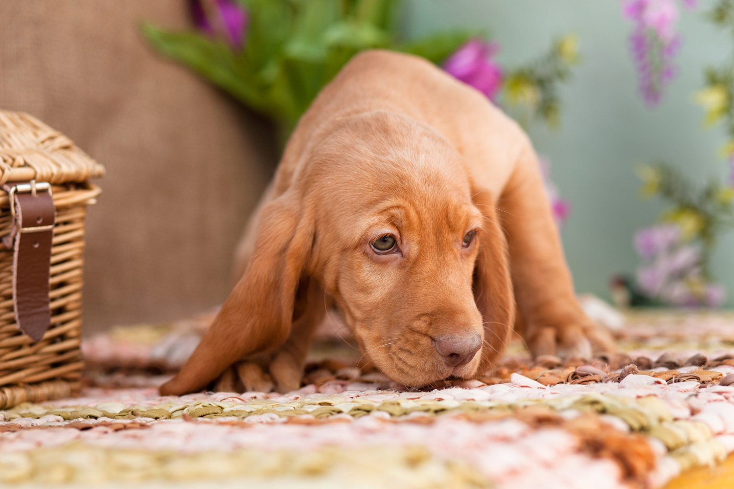 Sweet Bockers – Kellys Kennels