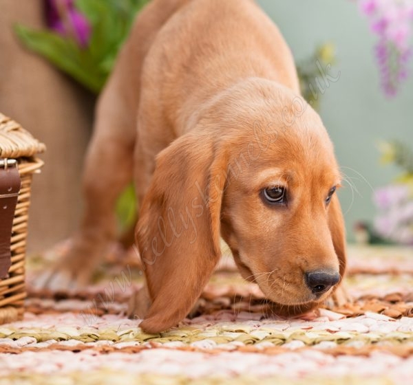 Sweet Bockers – Kellys Kennels