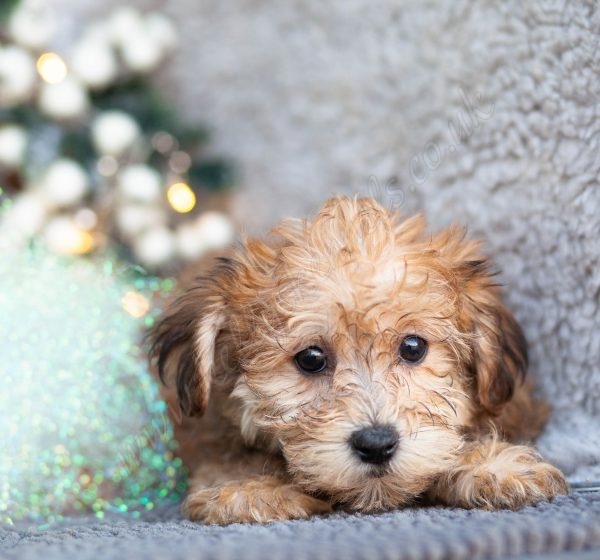 Fun Borkies – Kellys Kennels