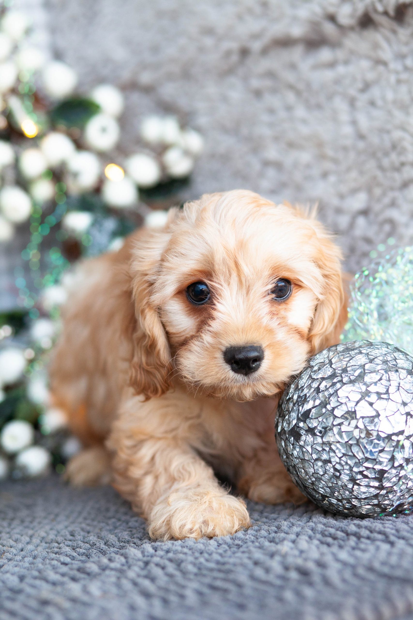 Cute F1 CockaPoos – Kellys Kennels