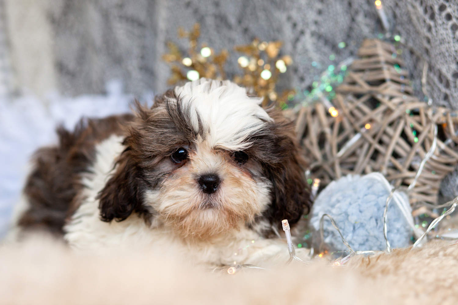 Lovely Malti-Shi Pups – Kellys Kennels