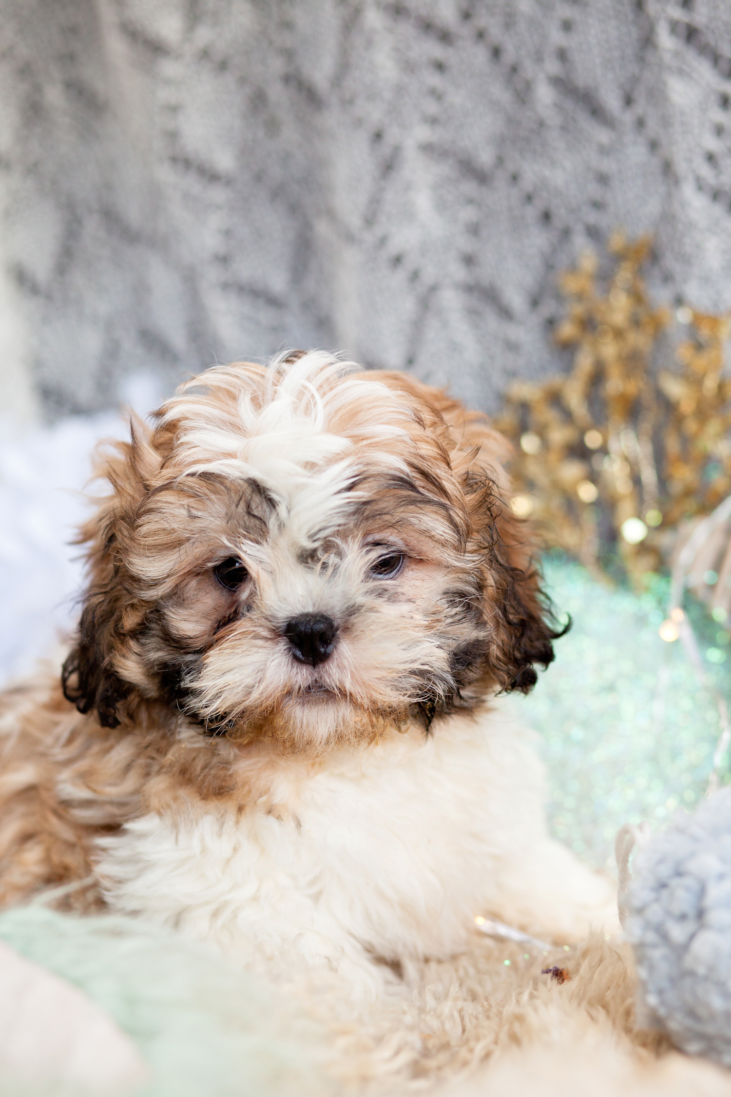 Lovely Malti-Shi Pups – Kellys Kennels