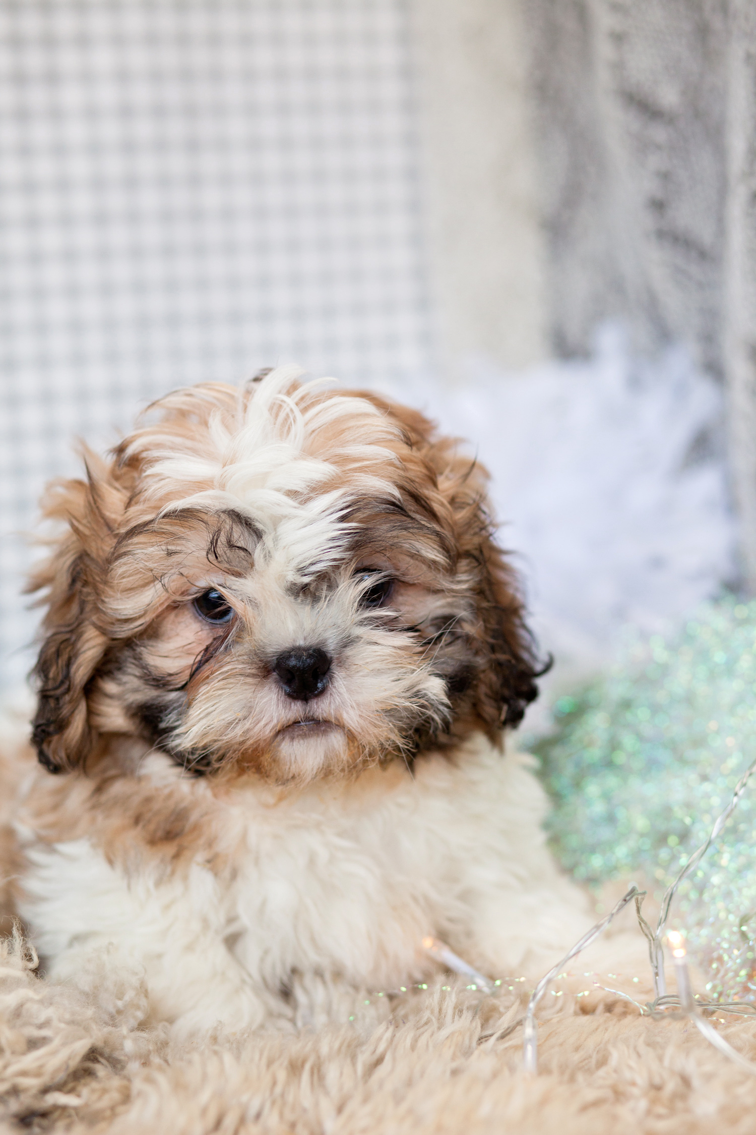 Lovely Malti-Shi Pups – Kellys Kennels