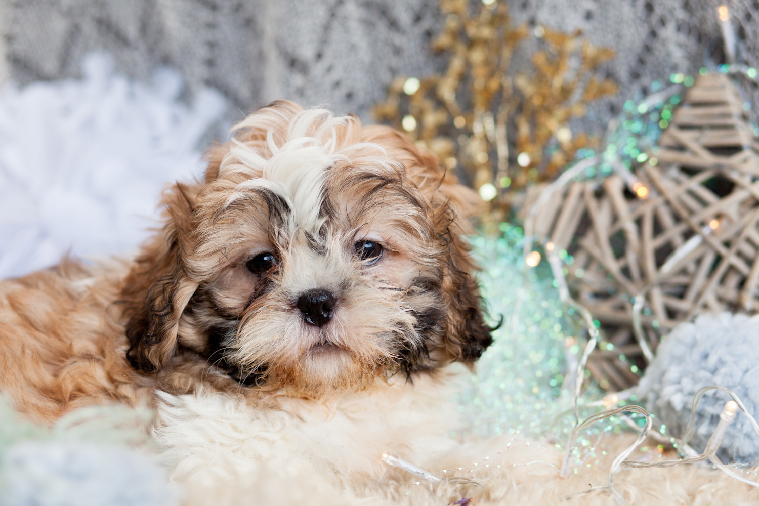 Lovely Malti-Shi Pups – Kellys Kennels