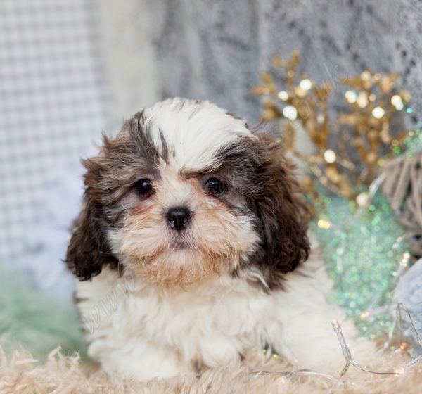 Lovely Malti-Shi Pups – Kellys Kennels