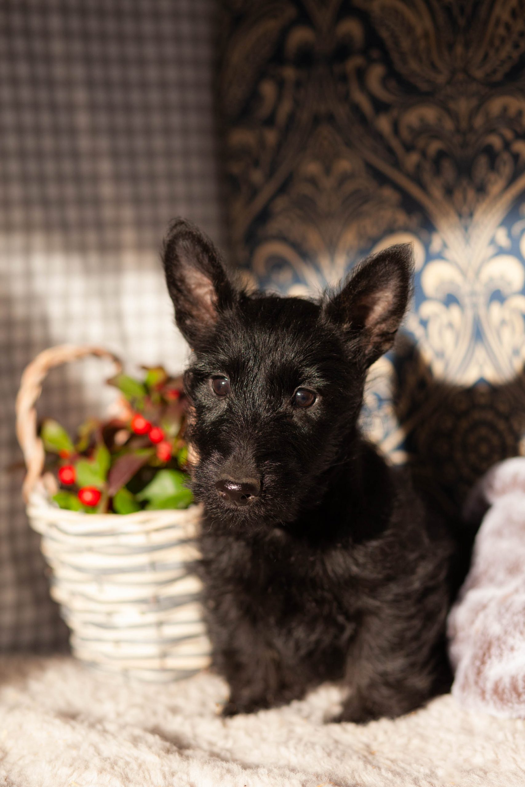 Adorable Scotties – Kellys Kennels