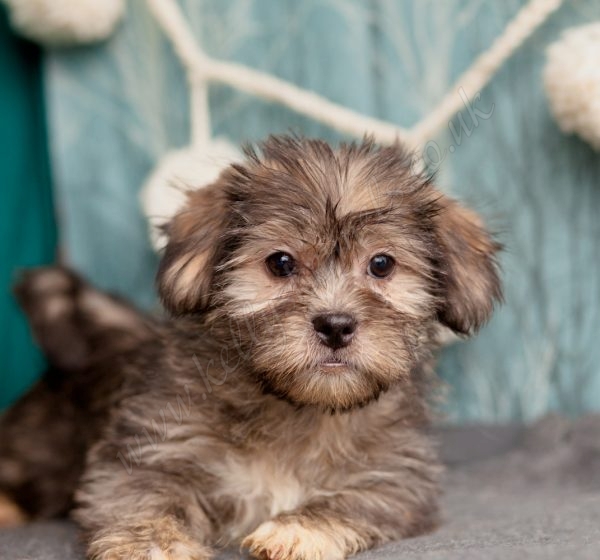 Attractive Shorkies – Kellys Kennels