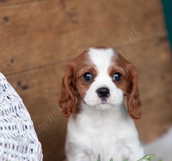 Cavalier King Charles Spaniel – Kellys Kennels