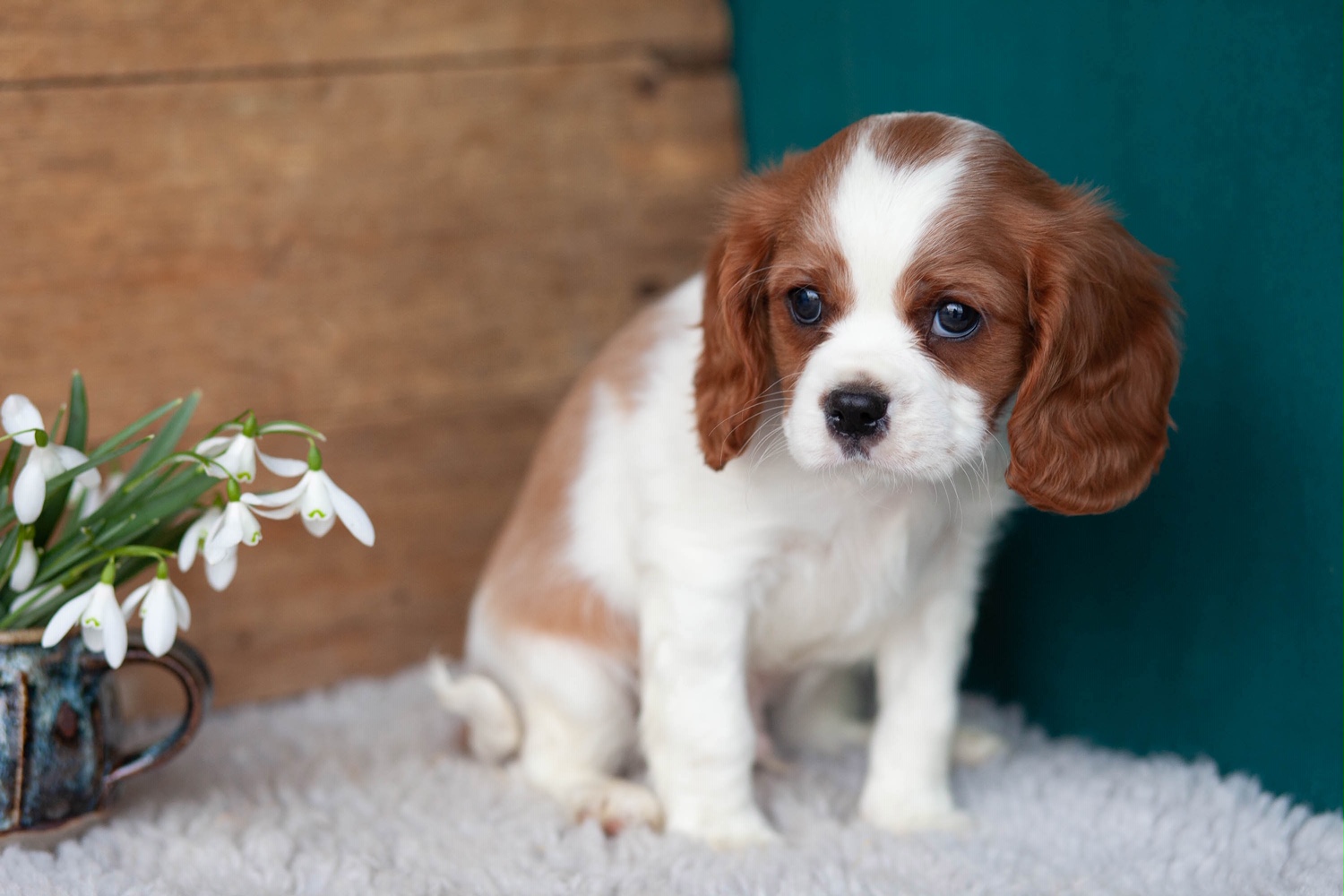 Cavalier King Charles Spaniel – Kellys Kennels