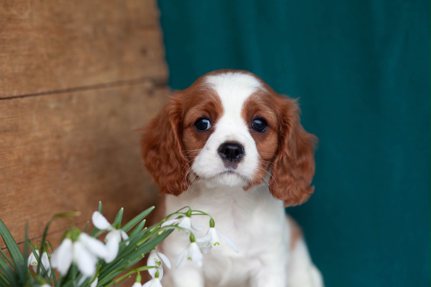 Cavalier King Charles Spaniel – Kellys Kennels
