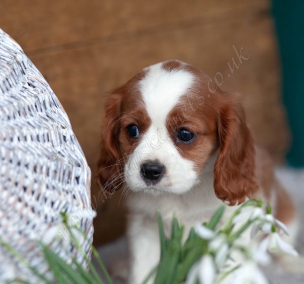 Cavalier King Charles Spaniel – Kellys Kennels