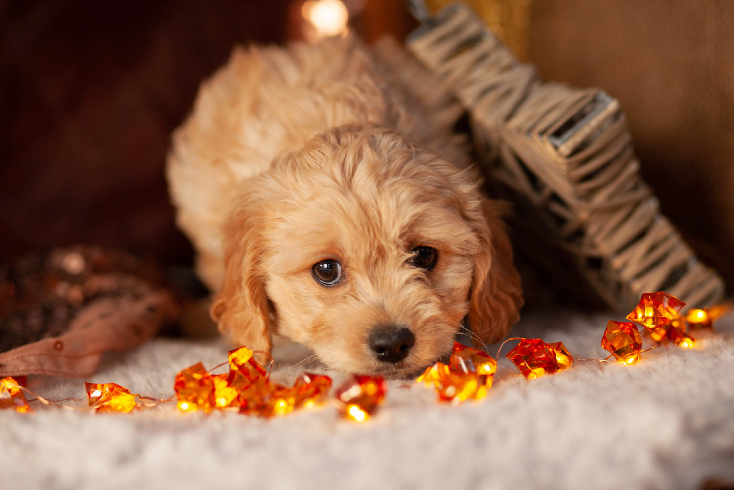 Superb CavaPoos – Kellys Kennels