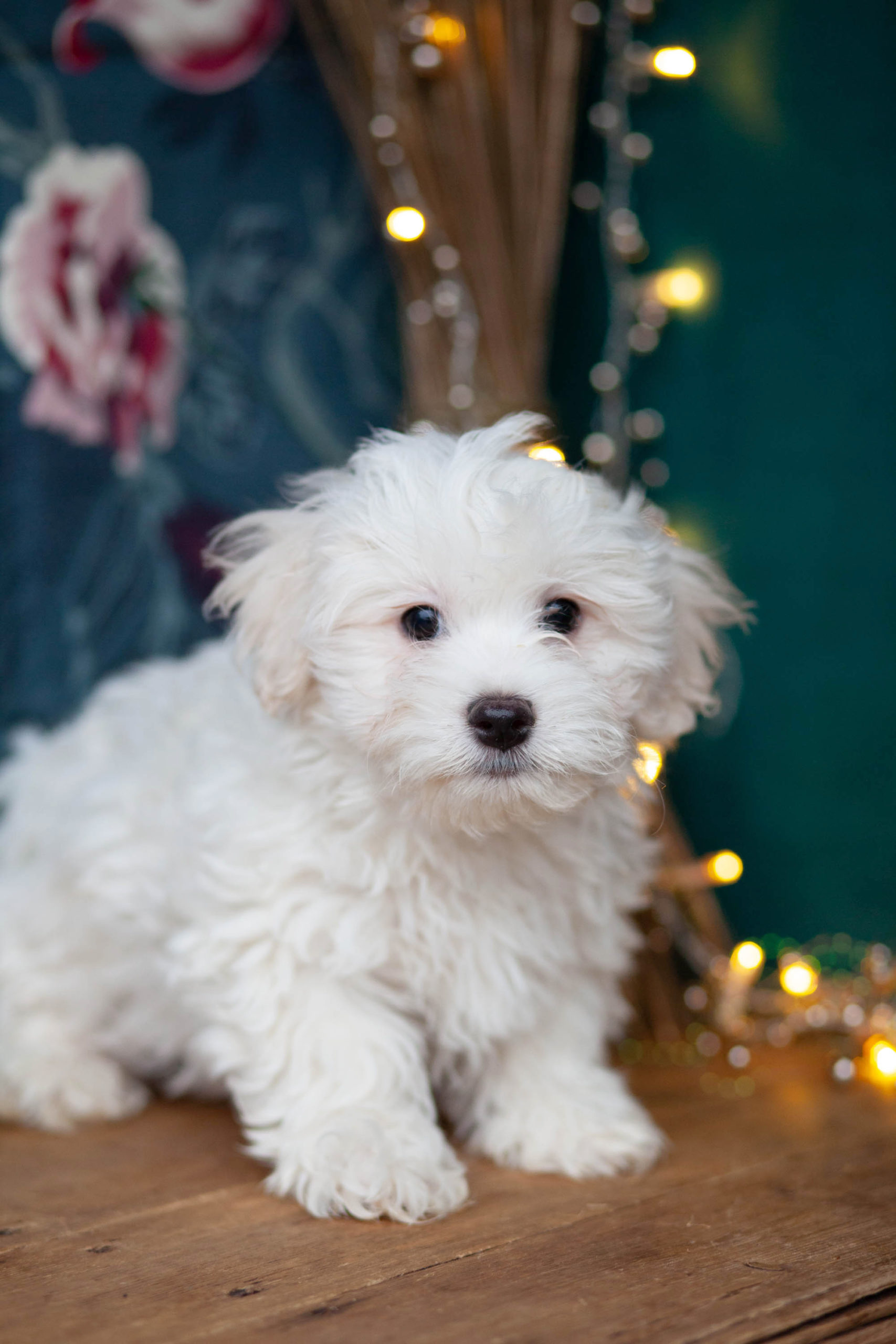 Cutest Maltichons – Kellys Kennels