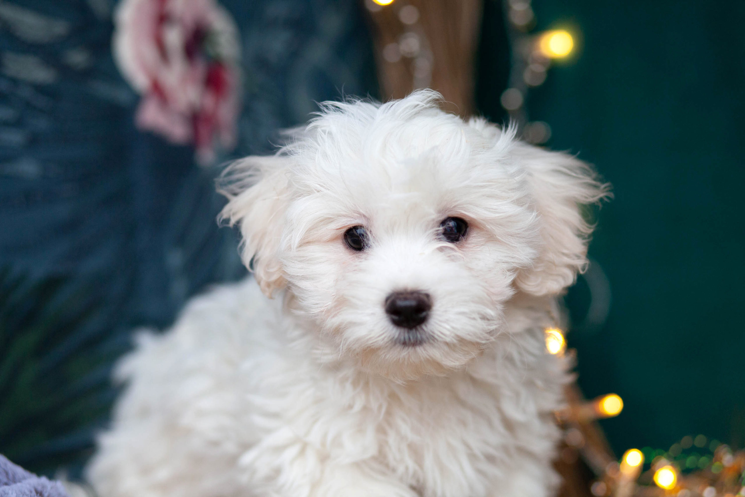 Cutest Maltichons – Kellys Kennels