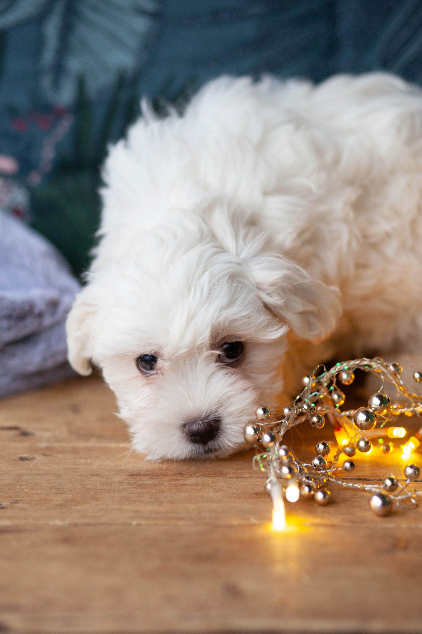 Cutest Maltichons – Kellys Kennels