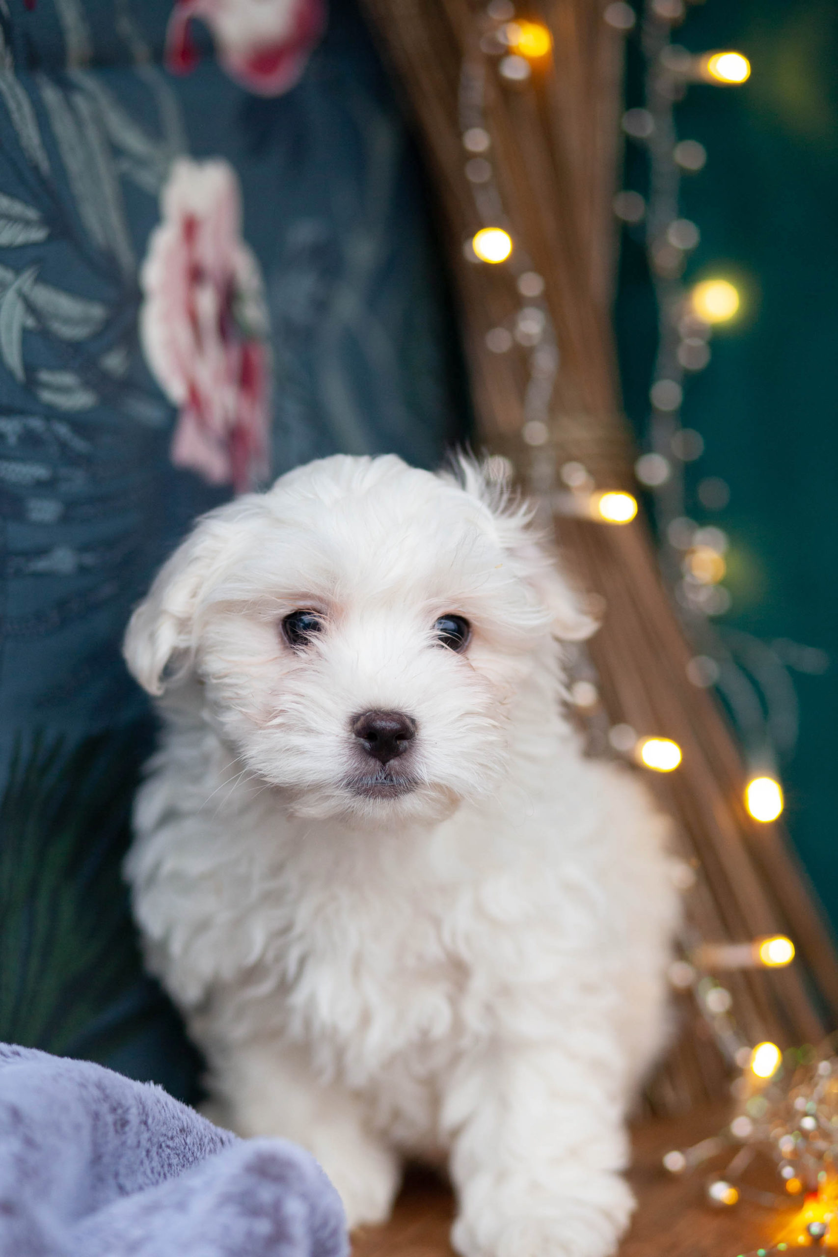 Cutest Maltichons – Kellys Kennels