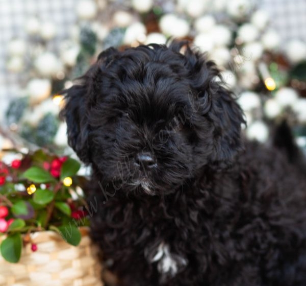 Incredible ShiPoos – Kellys Kennels