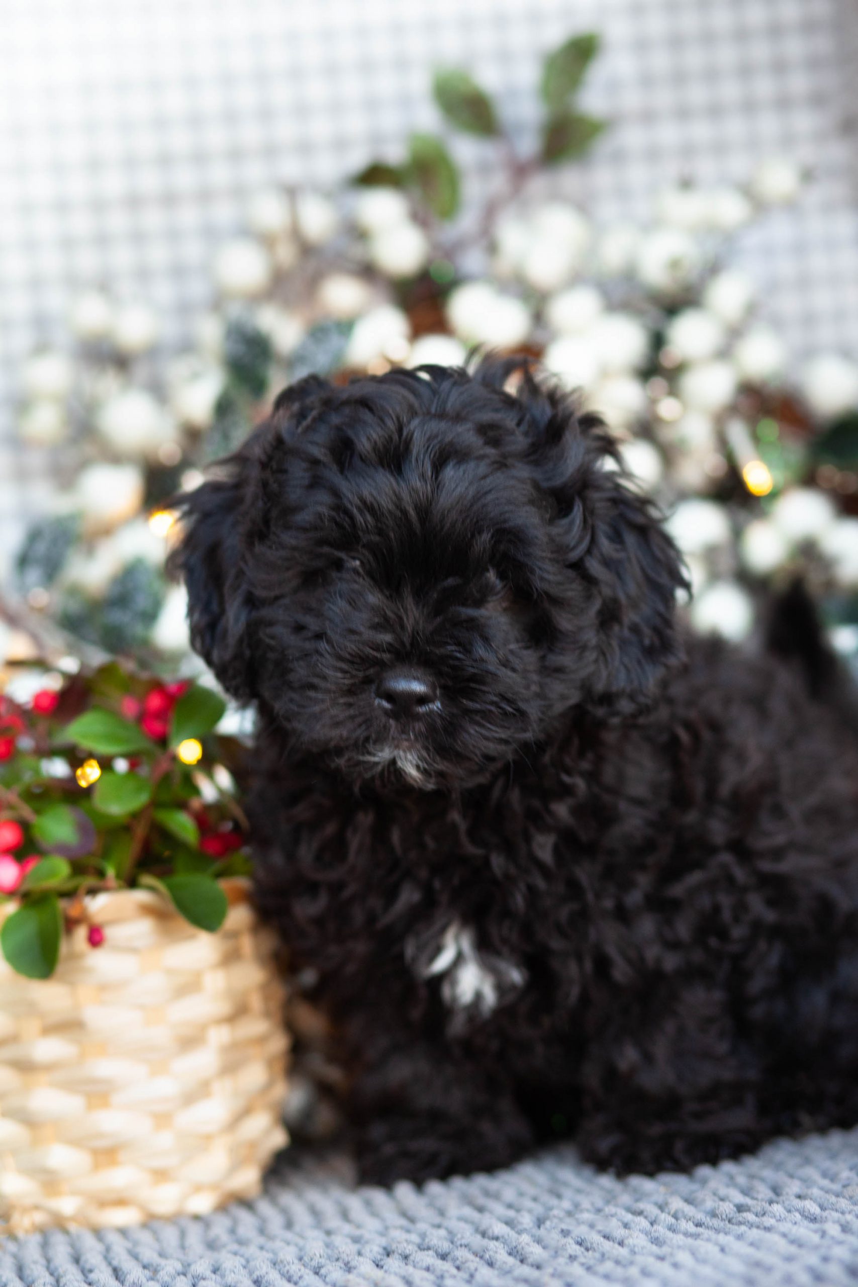 Incredible ShiPoos – Kellys Kennels