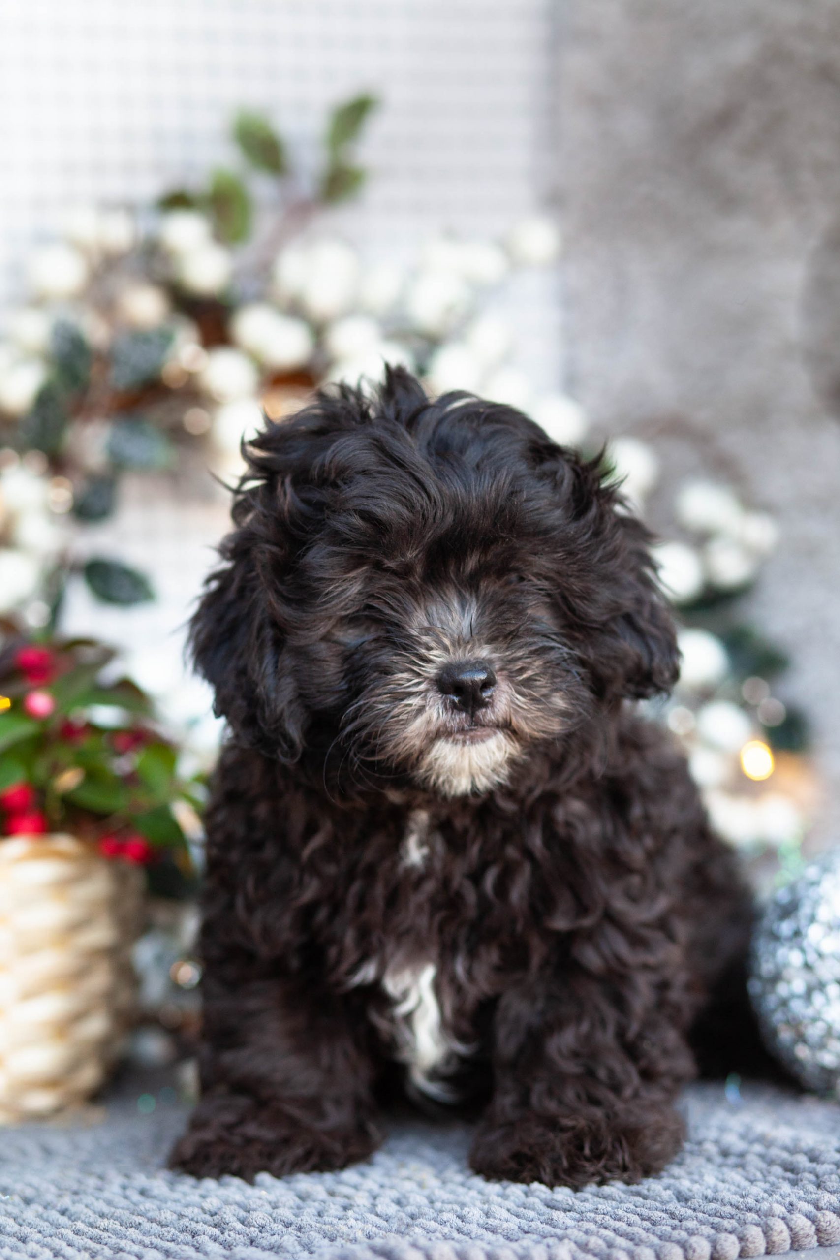 Incredible ShiPoos – Kellys Kennels