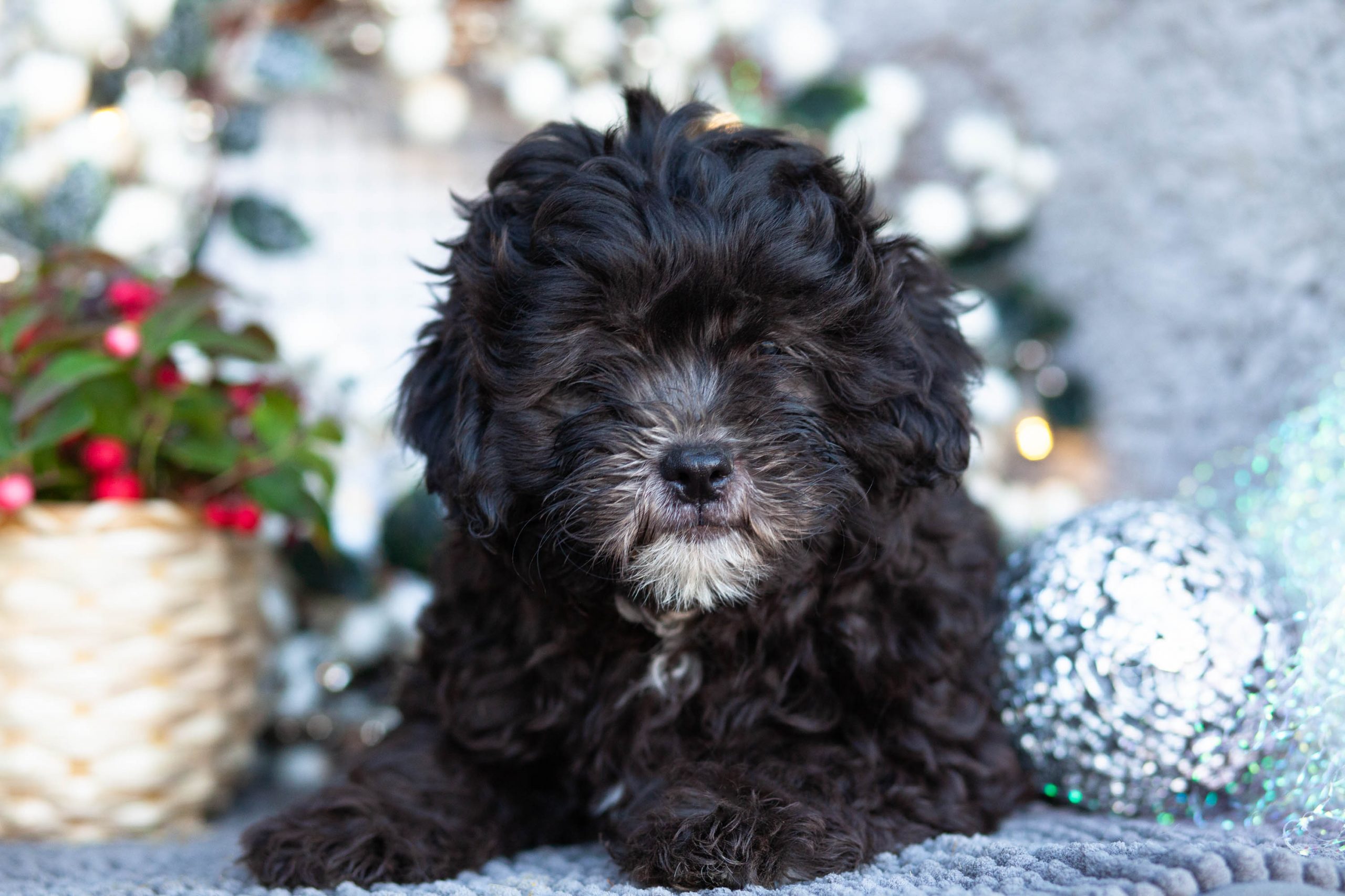 Incredible ShiPoos – Kellys Kennels