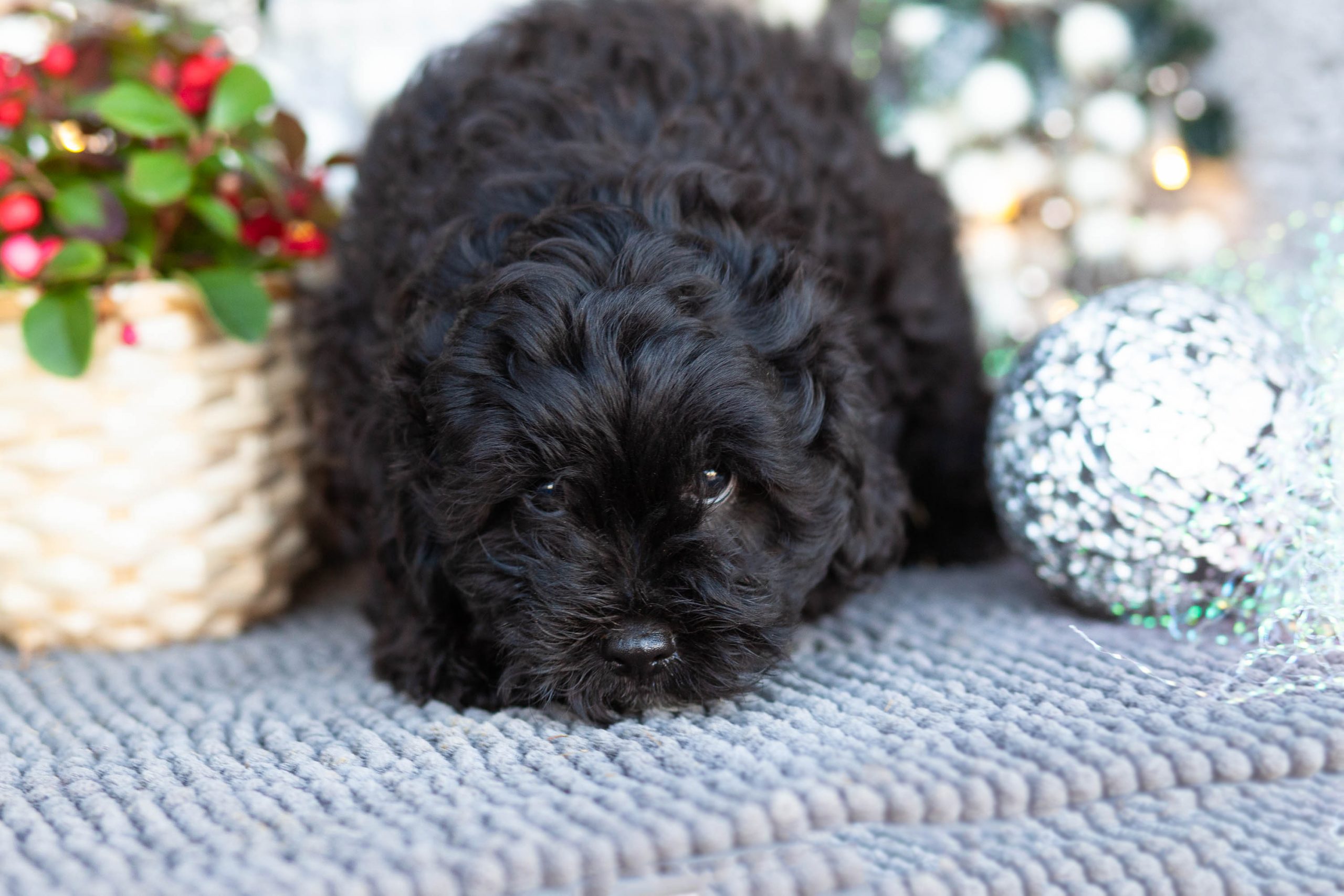 Incredible ShiPoos – Kellys Kennels