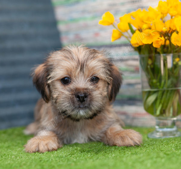 Attractive Shorkies – Kellys Kennels