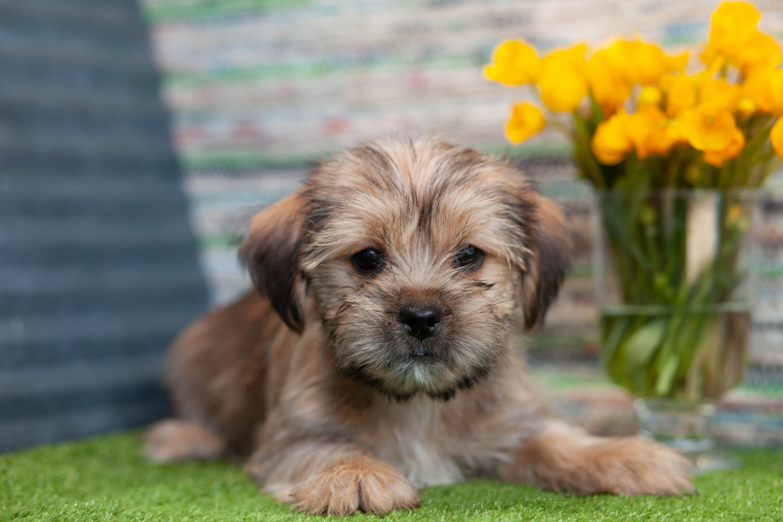 Attractive Shorkies – Kellys Kennels