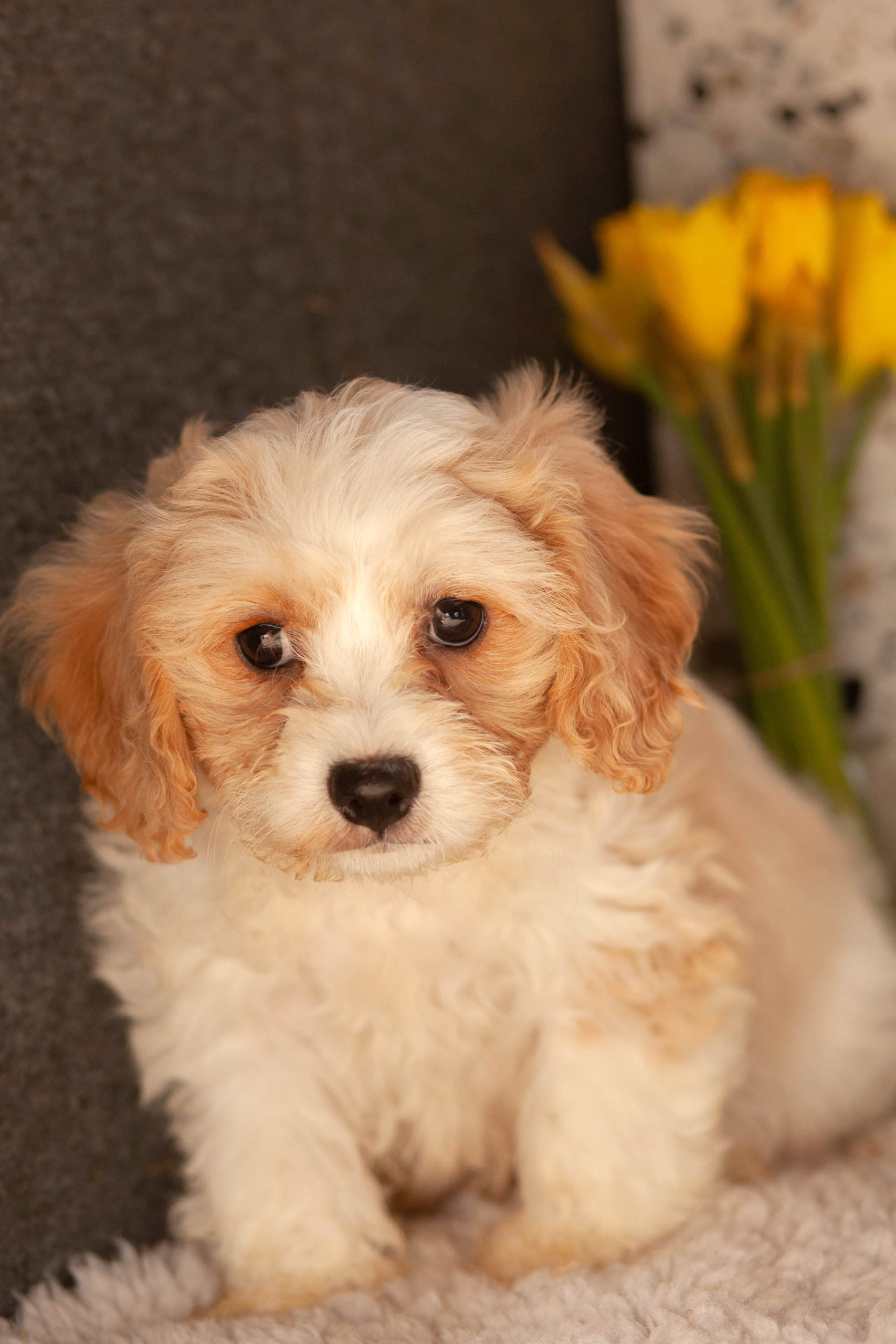 Beautiful Cavachons – Kellys Kennels