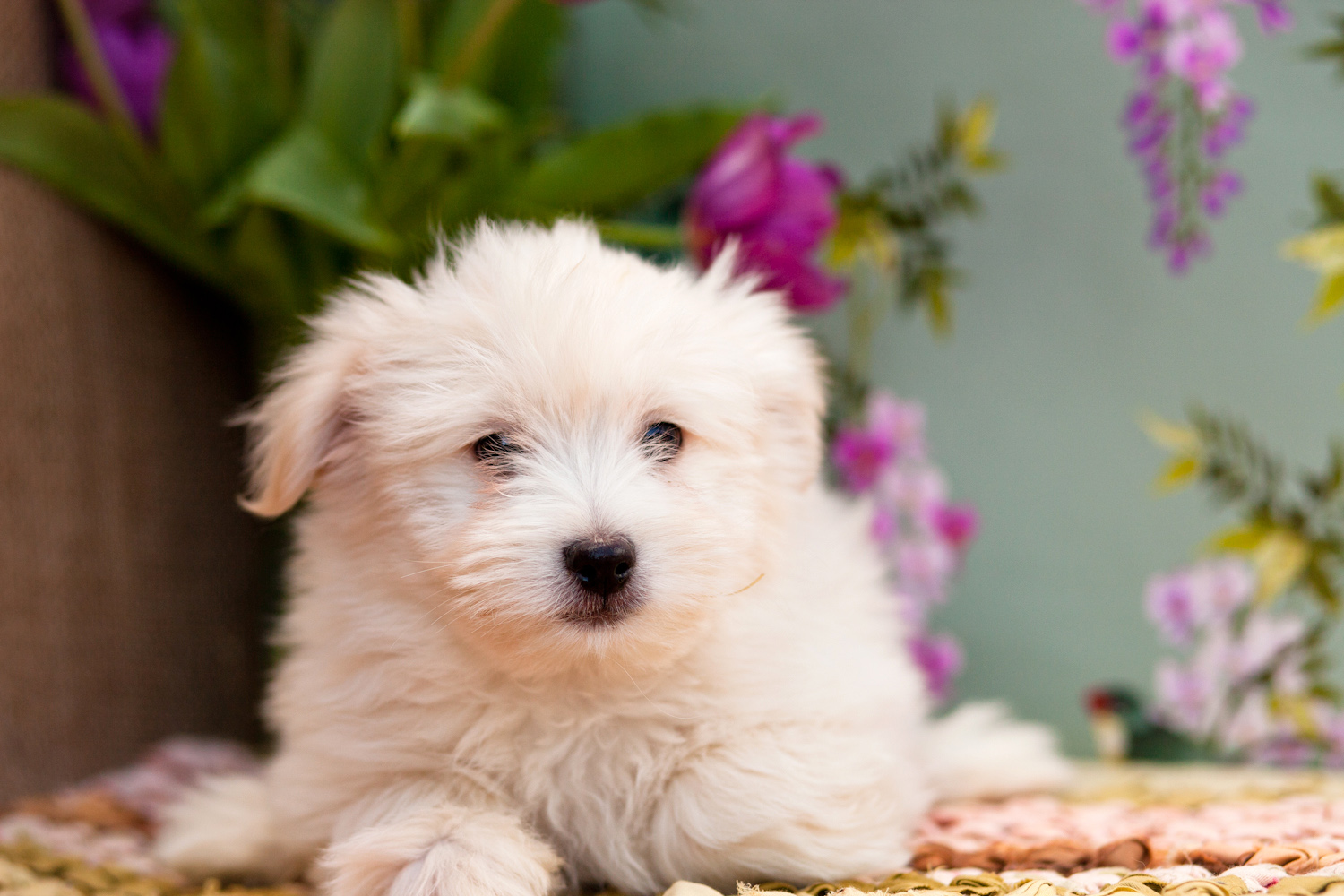 Fabulous MaltiPoms – Kellys Kennels