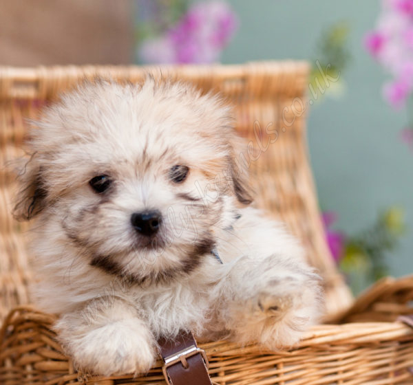 Fabulous MaltiPoms – Kellys Kennels