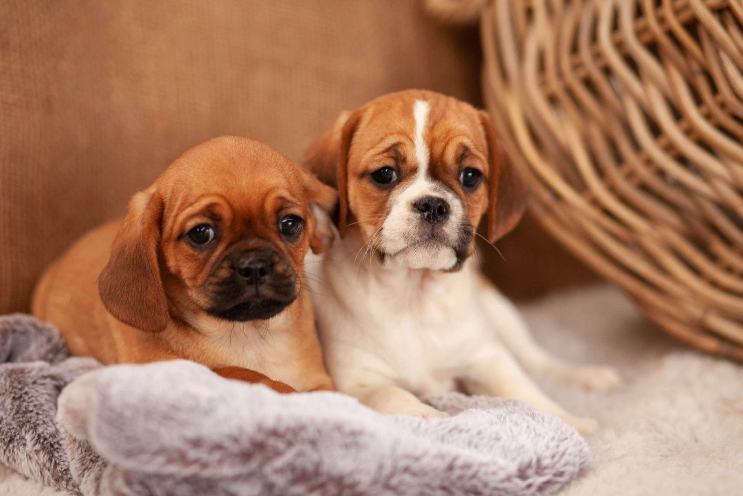 Gorgeous Pugaliers – Kellys Kennels