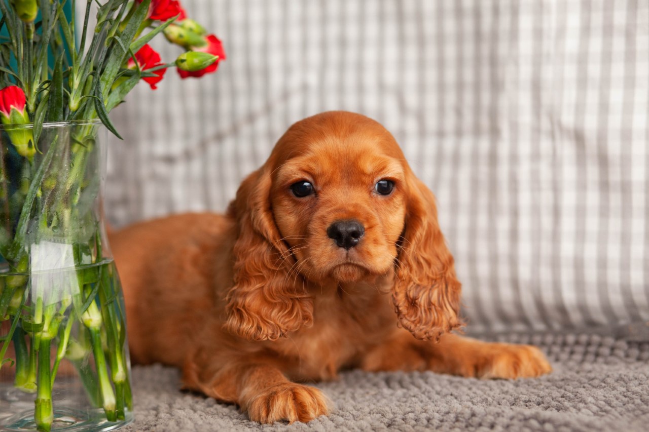 Affectionate Cockaliers – Kellys Kennels