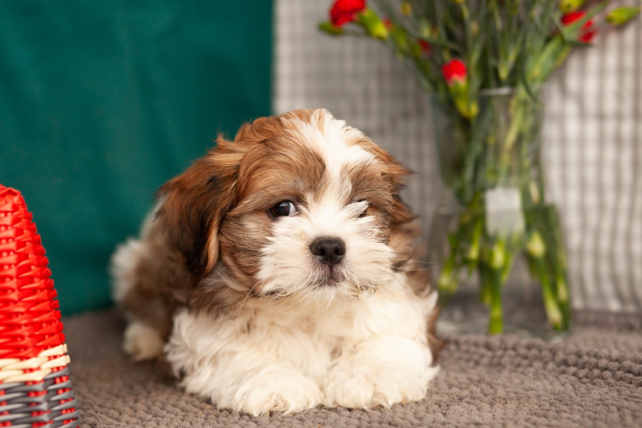 Lovely Malti-Shi Pups – Kellys Kennels