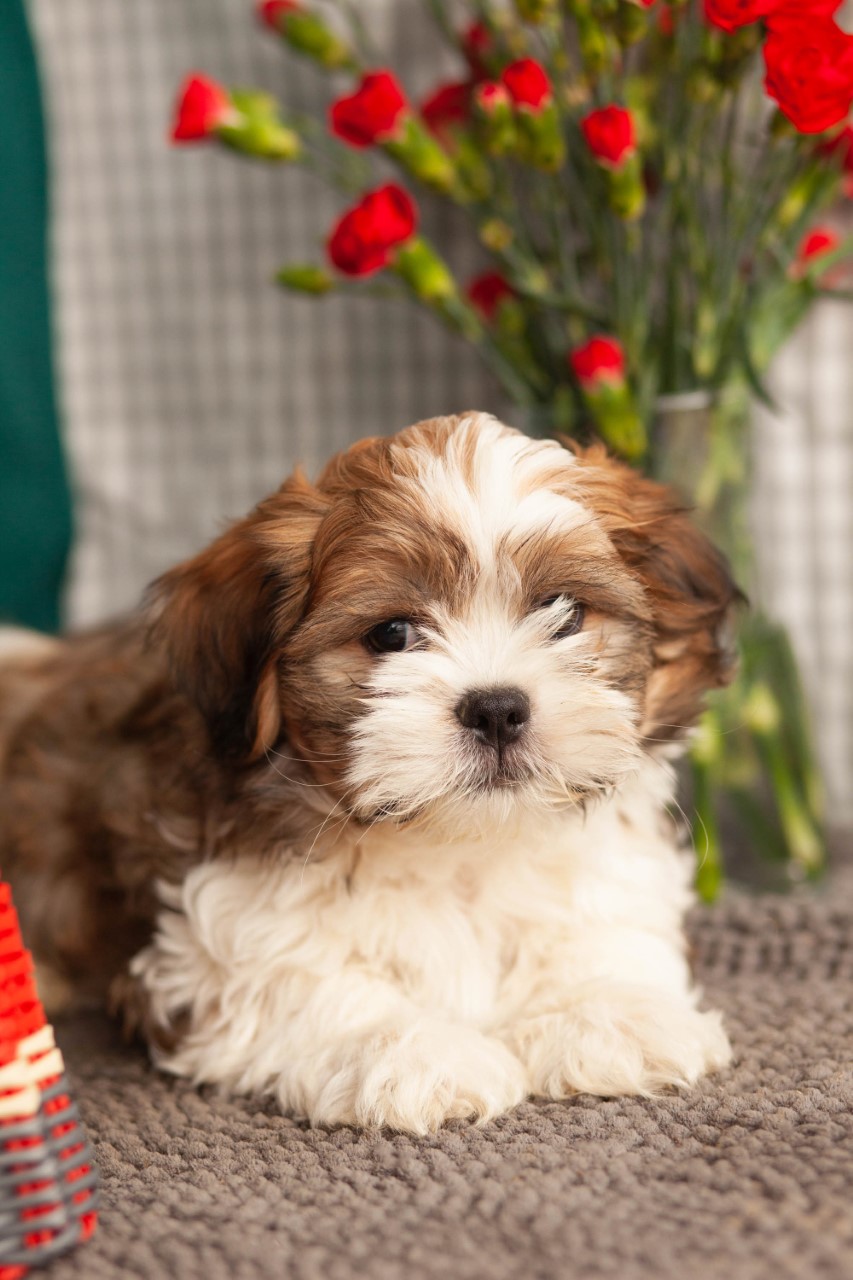 Lovely Malti-Shi Pups – Kellys Kennels