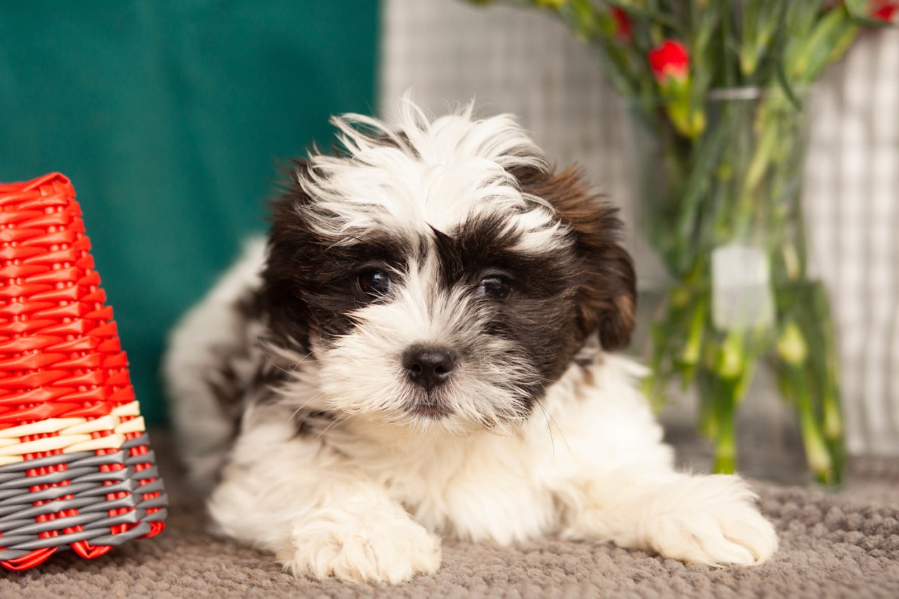 Lovely Malti-Shi Pups – Kellys Kennels