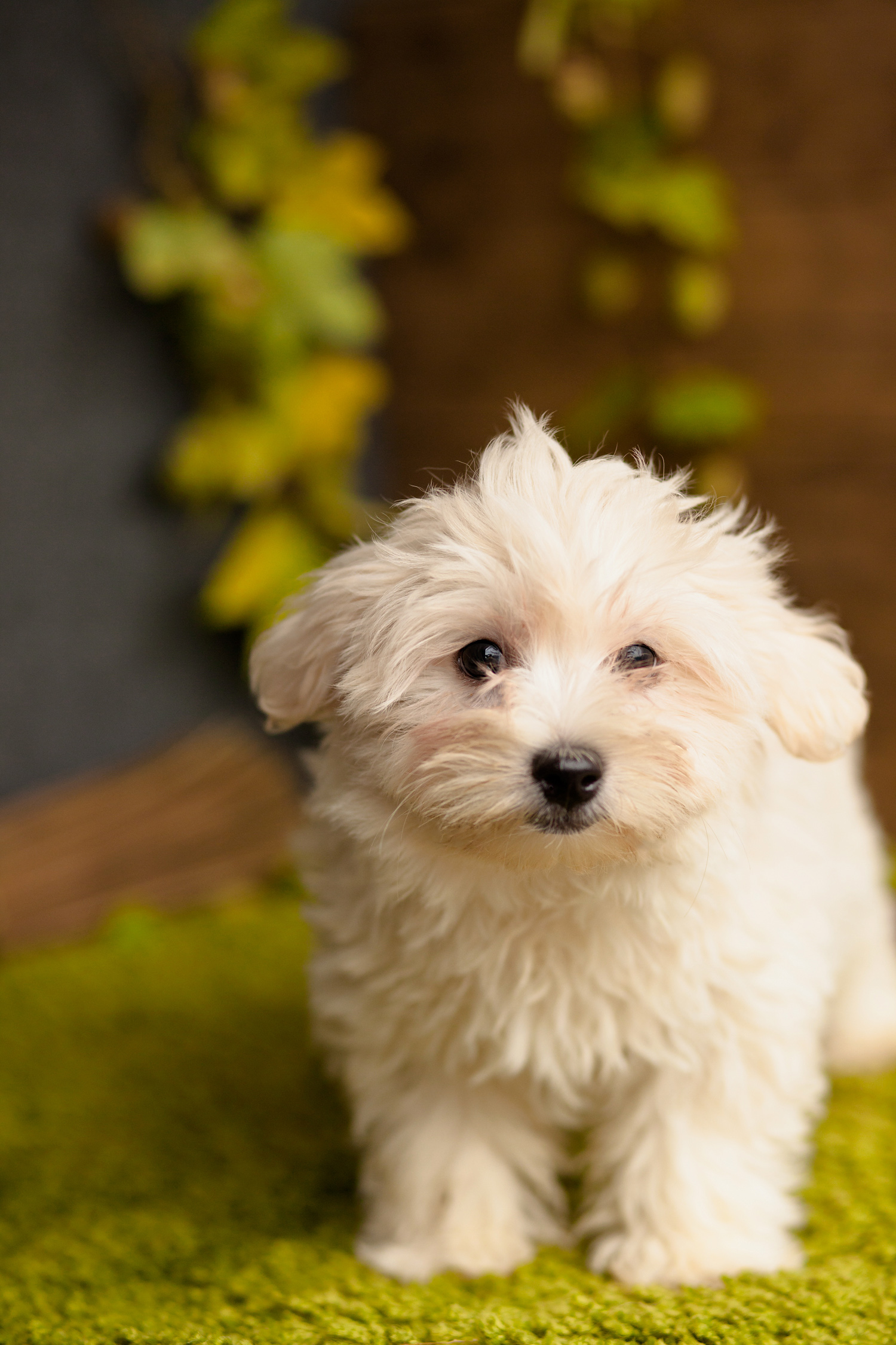 Fabulous MaltiPoms – Kellys Kennels