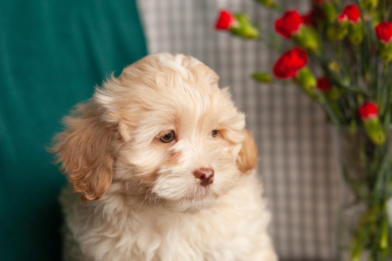 Incredible ShiPoos – Kellys Kennels