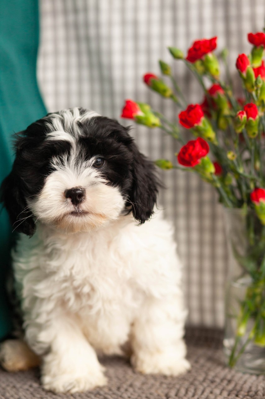 Incredible ShiPoos – Kellys Kennels